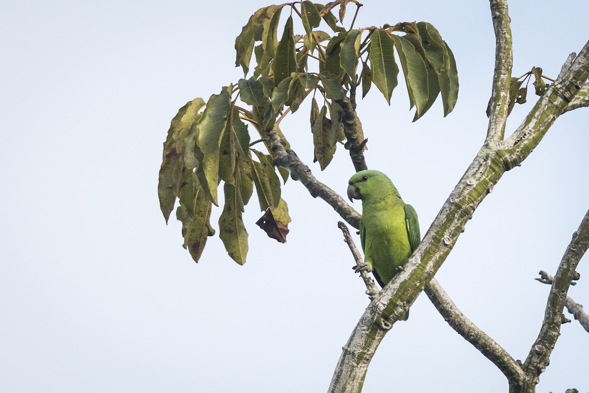 Short-tailed Parrot - Graydidascalus brachyurus - Birds of the World