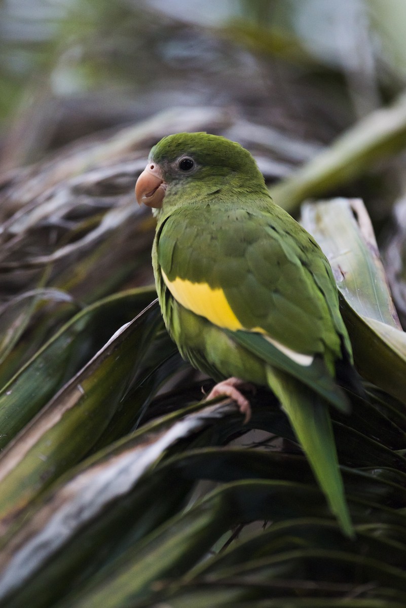 eBird Checklist - 29 Apr 2016 - Manaus - 1 species