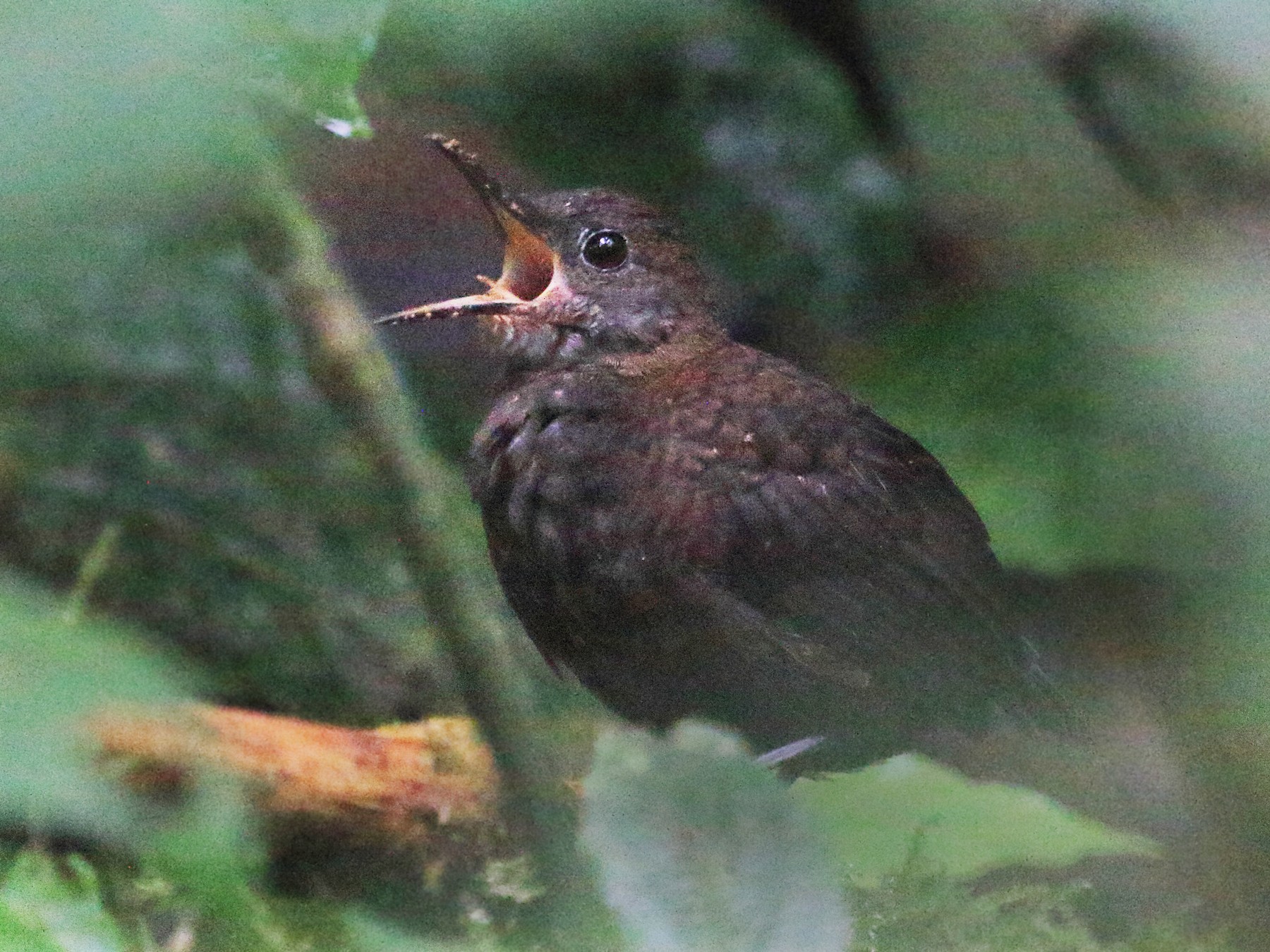 Nightingale Wren - eBird
