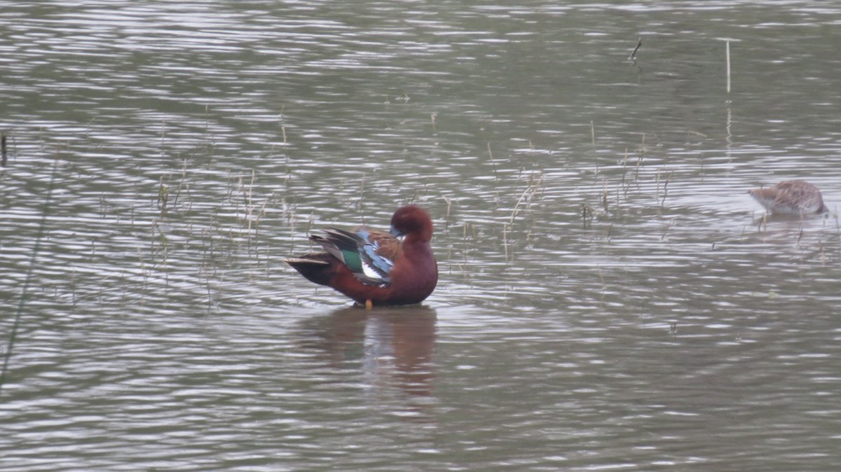 eBird Checklist - 5 Feb 2018 - Santa Ana National Wildlife Refuge ...