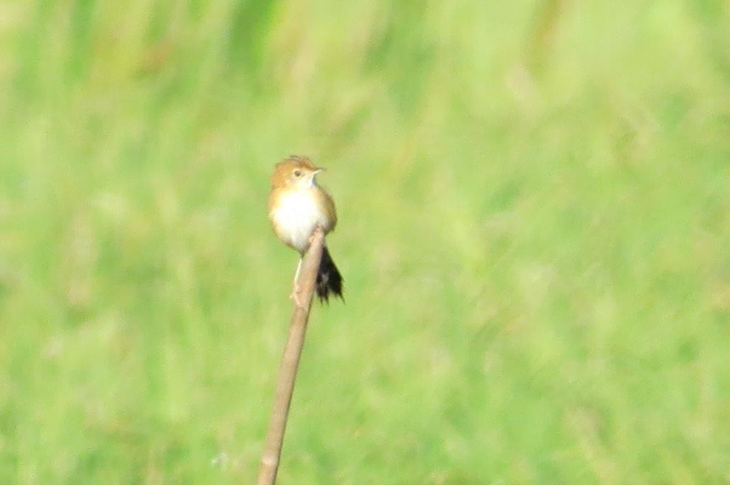 eBird Australia Checklist - 22 Jul 2015 - Parry Lagoons Nature Reserve ...