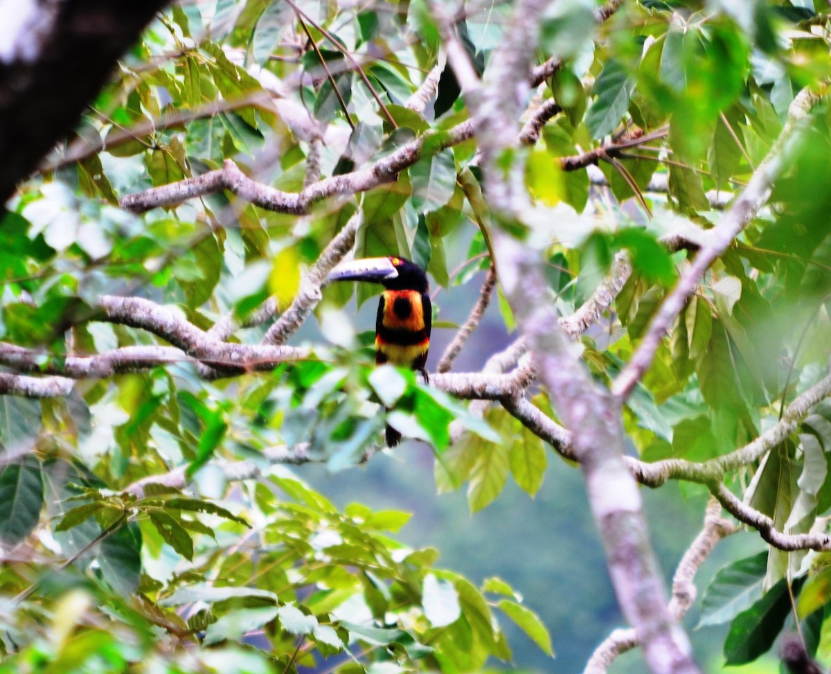 eBird Checklist - 2 Dec 2015 - Cerro de Bobalí - 68 species