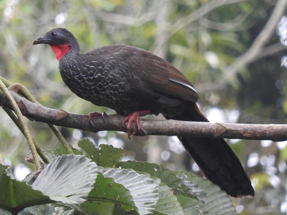 Cauca Guan - Penelope perspicax - Birds of the World