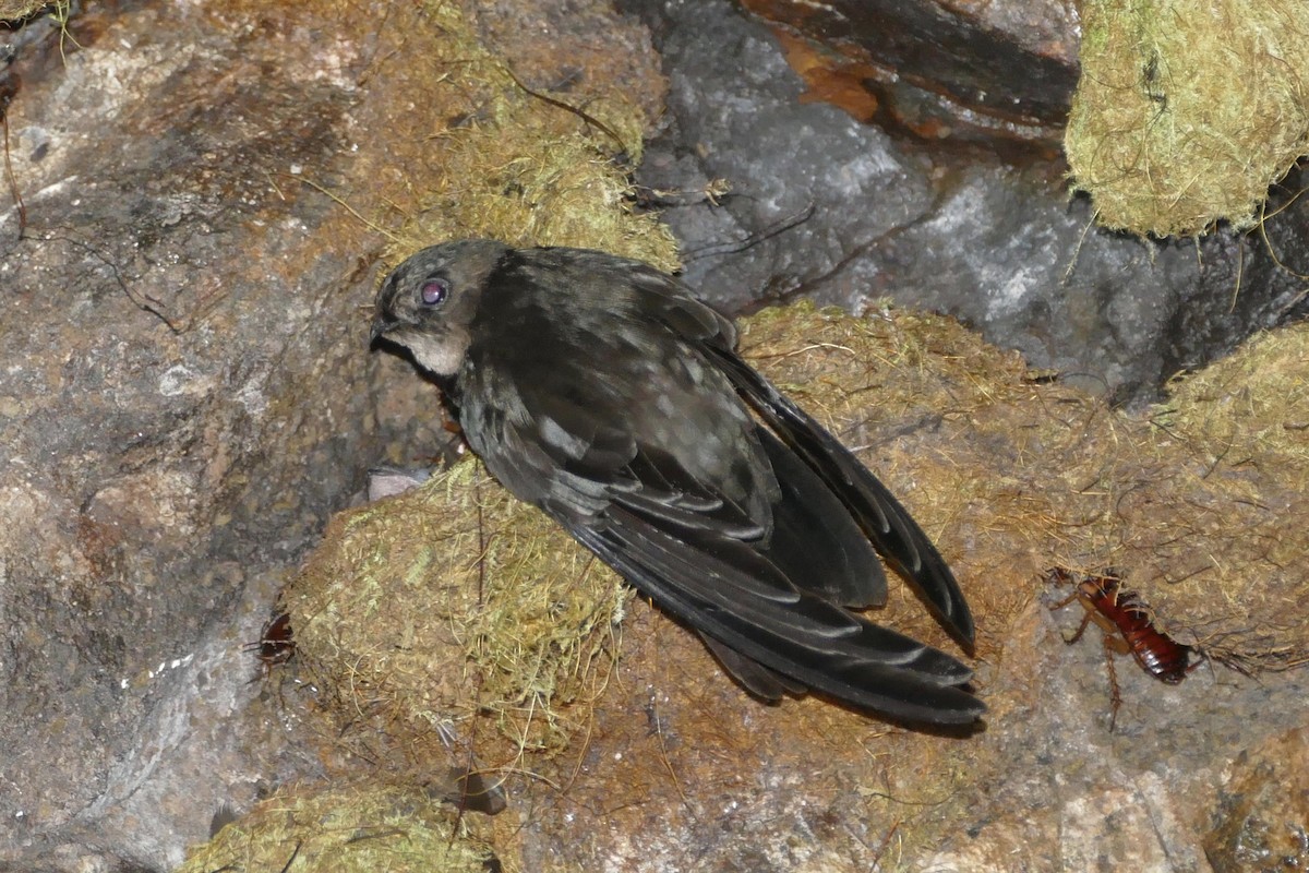 Caroline Islands Swiftlet - Aerodramus inquietus - Birds of the World