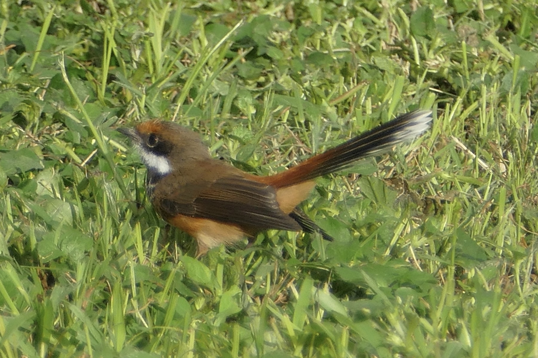Abanico de Yap (saipanensis/mariae) - eBird