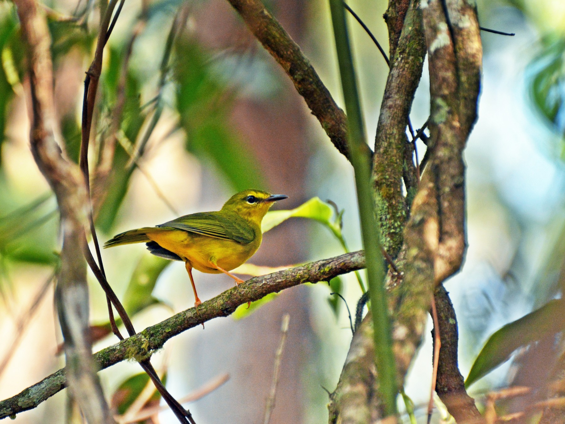 canário-do-mato - eBird