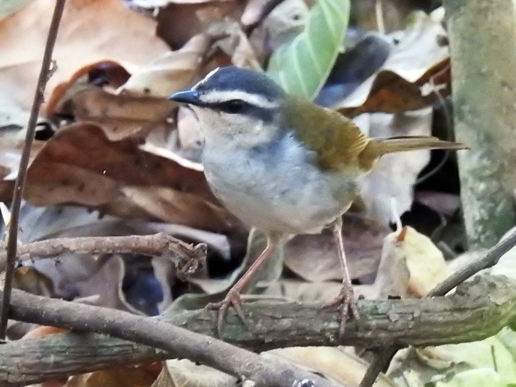 White-striped Warbler - eBird