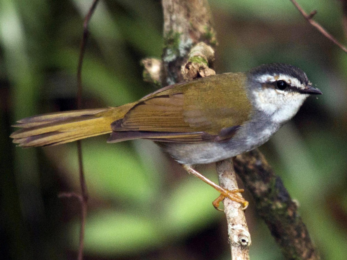 White-striped Warbler - Myiothlypis leucophrys - Birds of the World