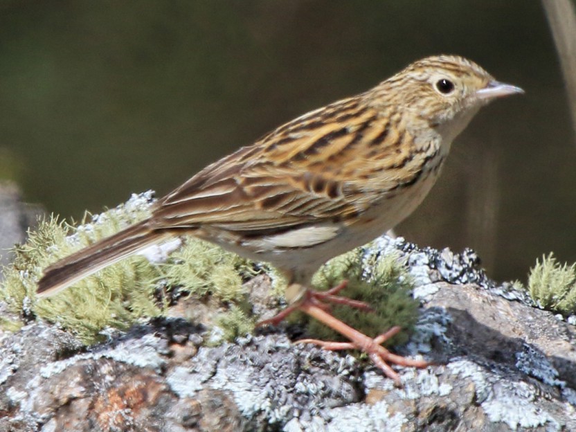 Hellmayr's Pipit - eBird