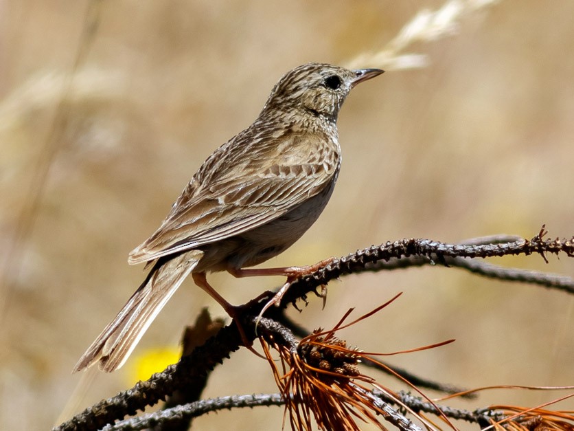 Hellmayr's Pipit - eBird