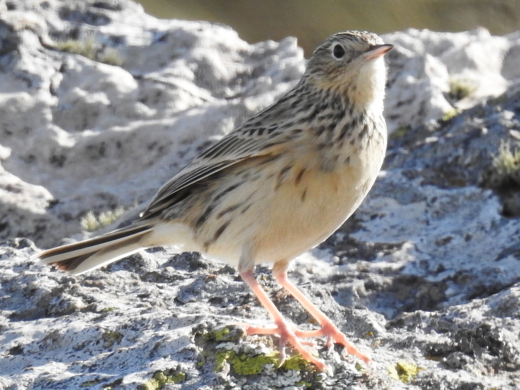 Hellmayr's Pipit - eBird