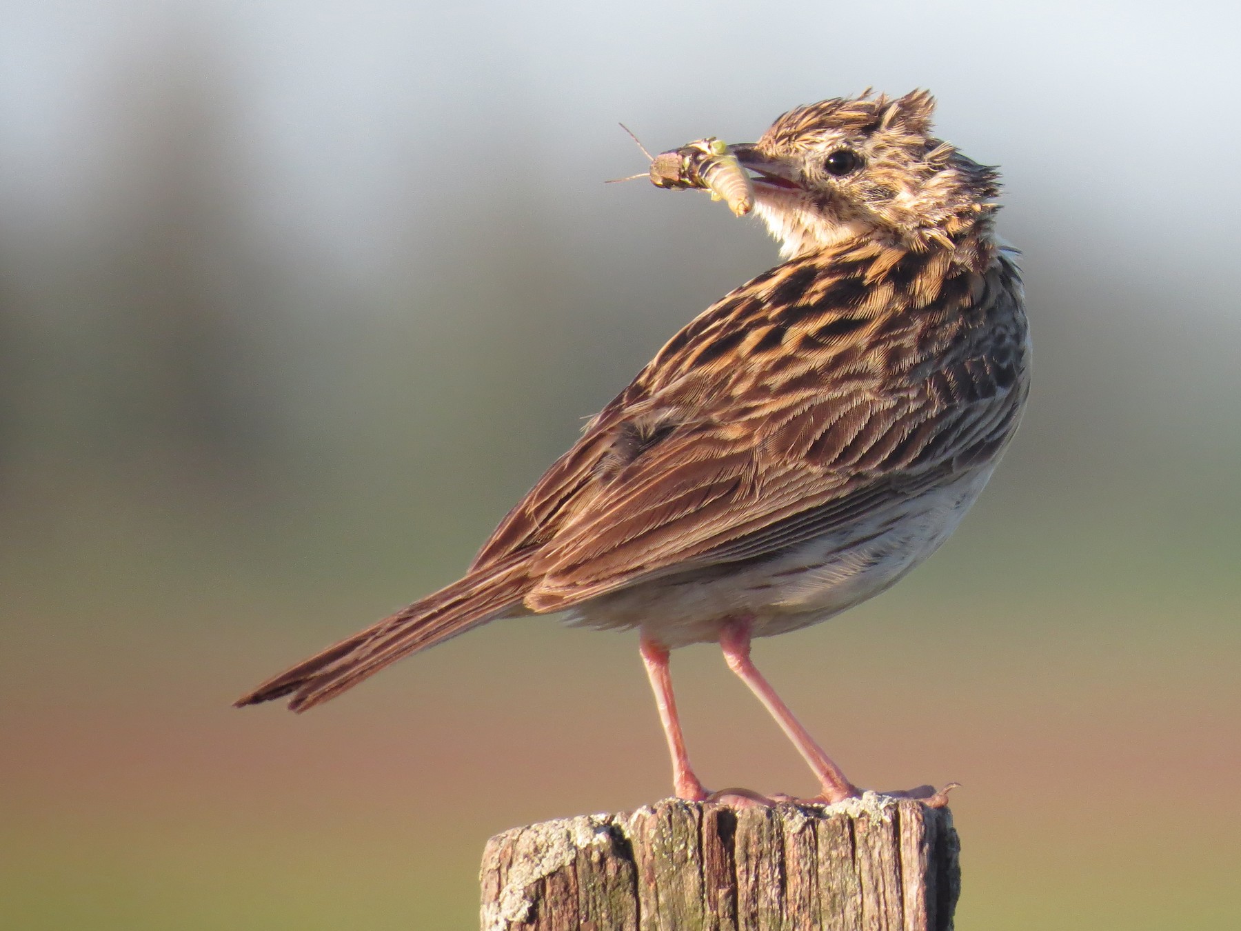 Hellmayr's Pipit - eBird