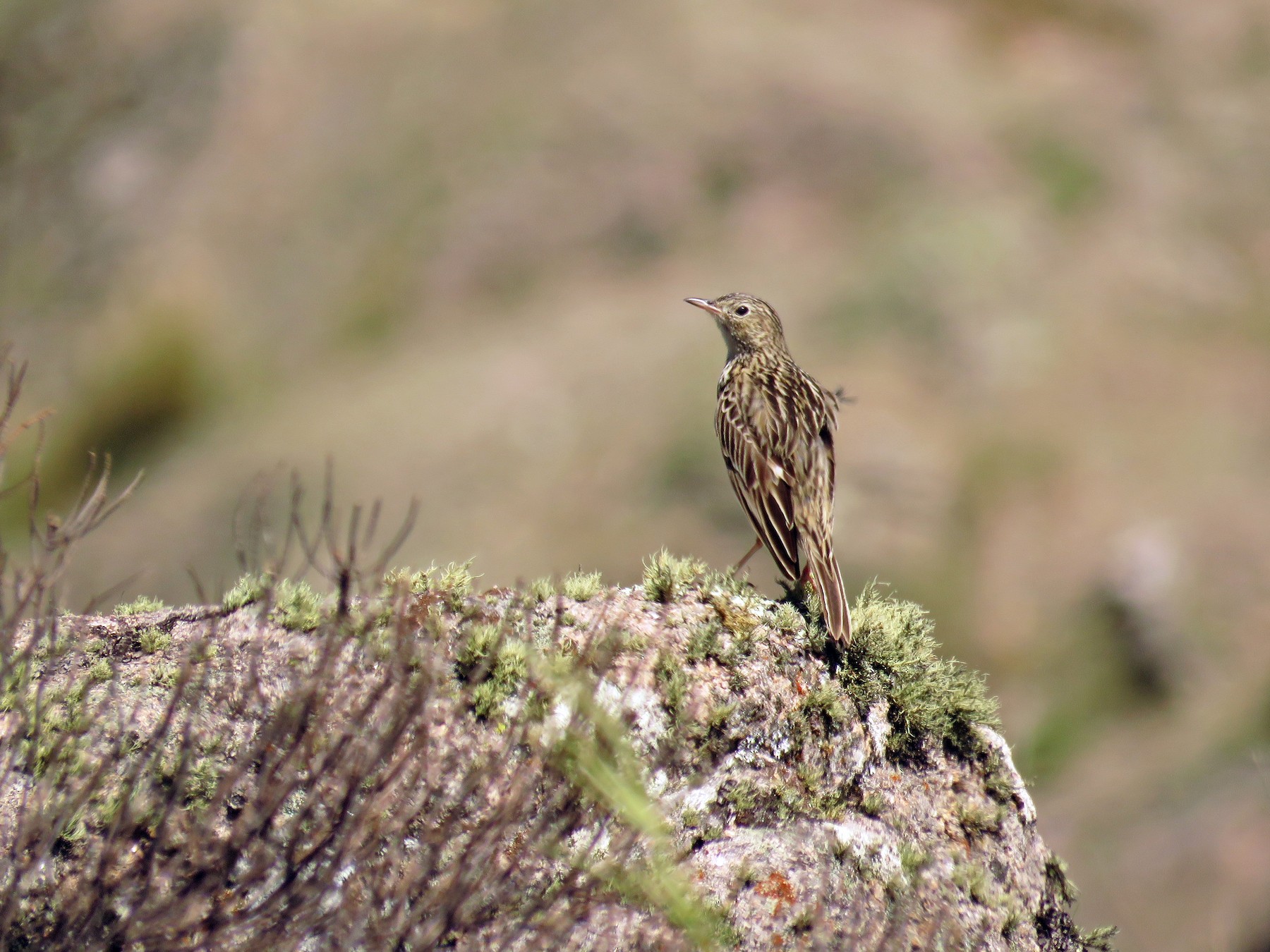 Hellmayr's Pipit - eBird
