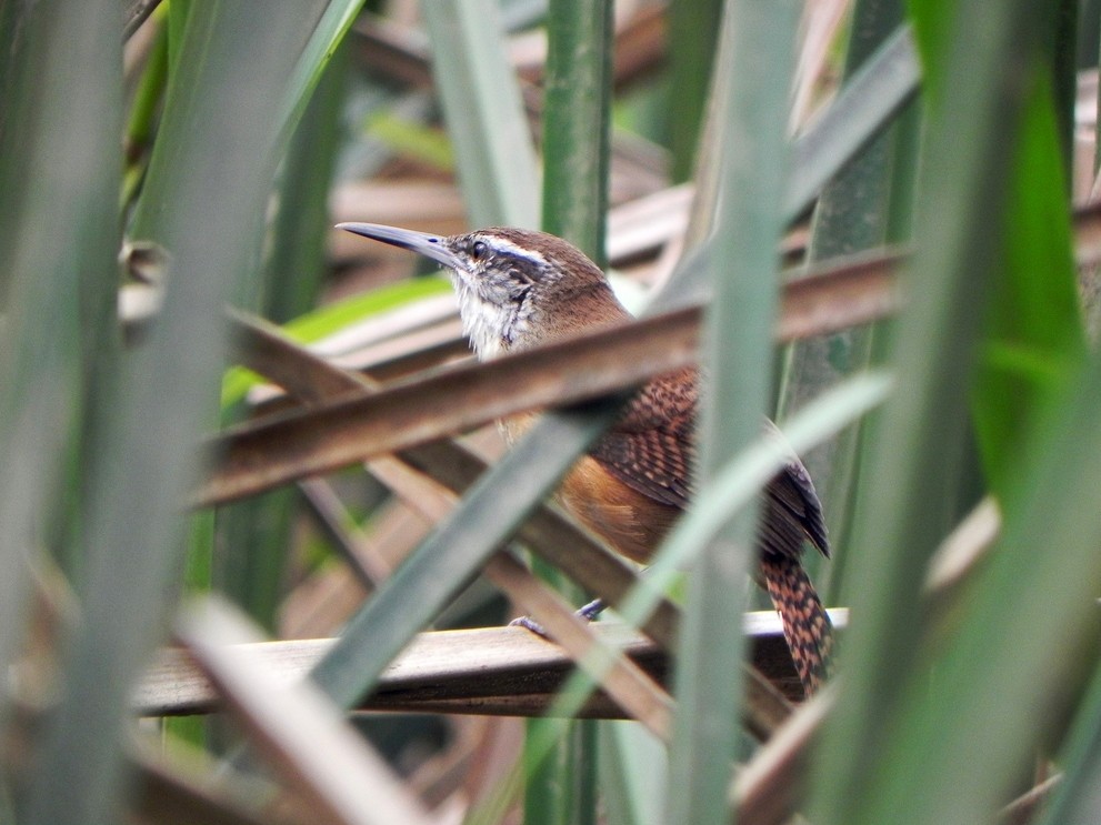 Long-billed Wren - eBird