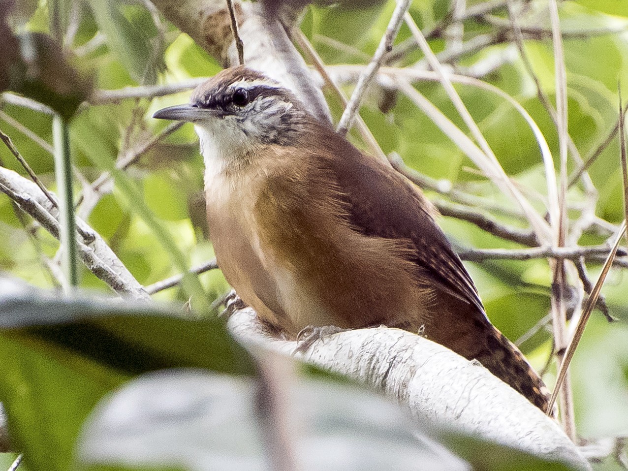 Long-billed Wren - eBird