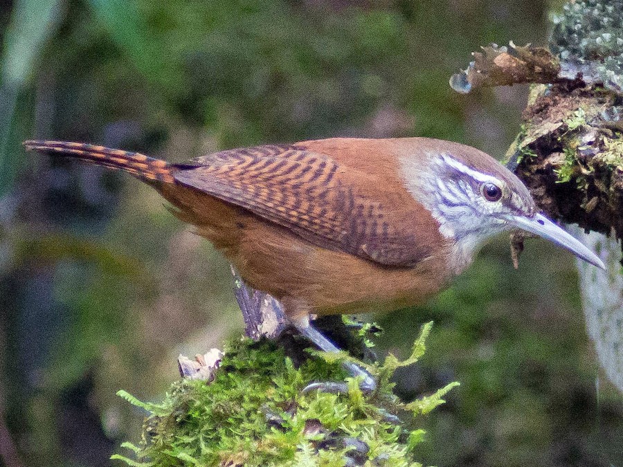 Long-billed Wren - eBird