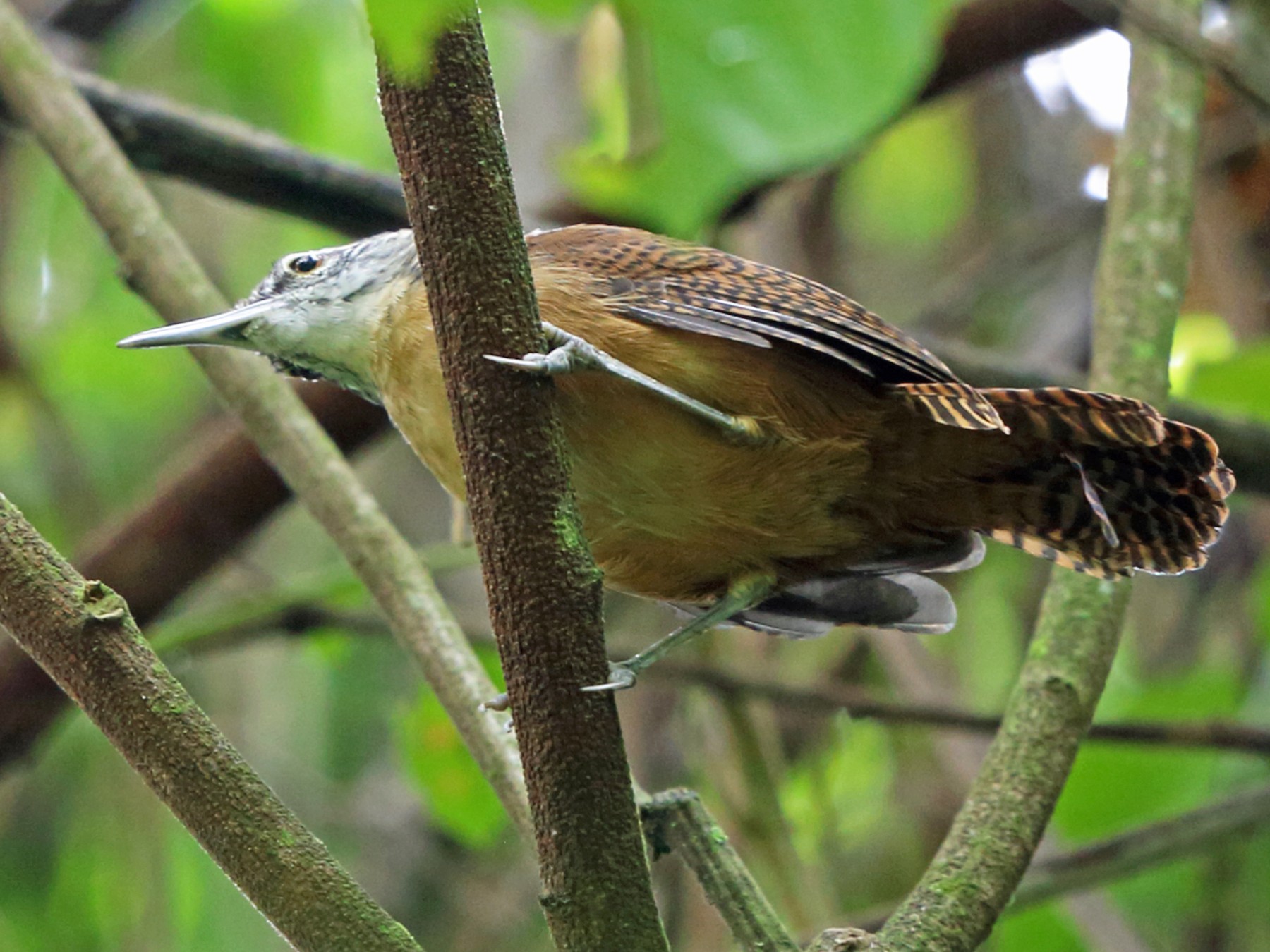 Long-billed Wren - eBird