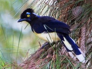 Plush-crested Jay - eBird