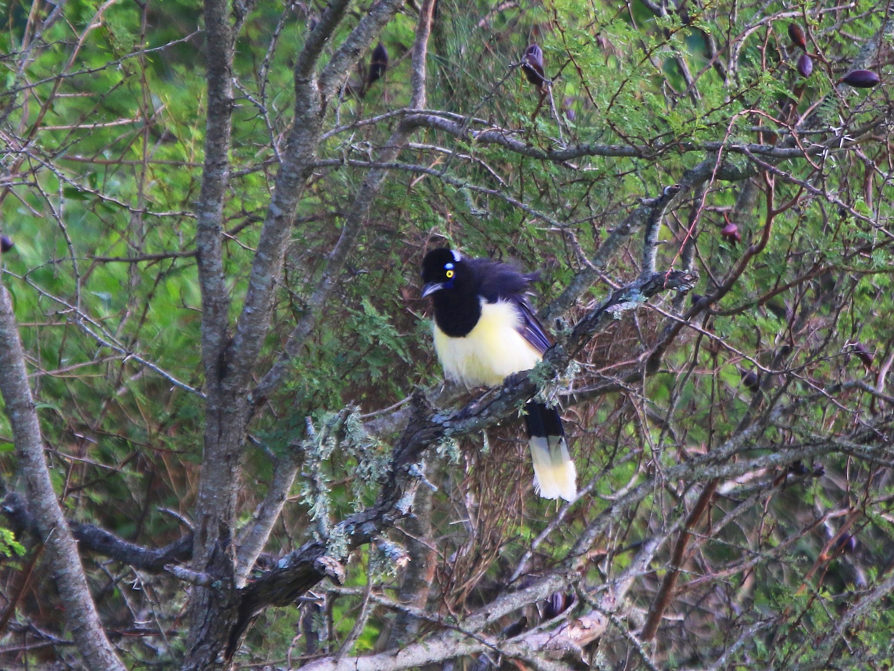 Plush-crested Jay - eBird