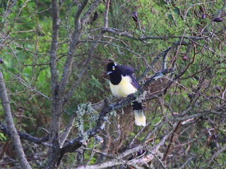 Plush-crested Jay - eBird
