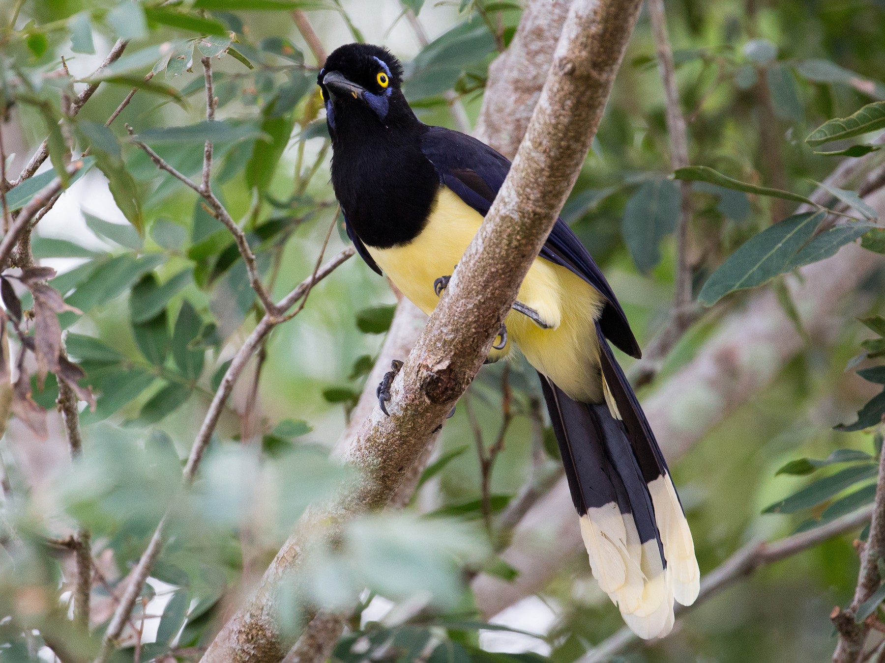 Plush-crested Jay - eBird