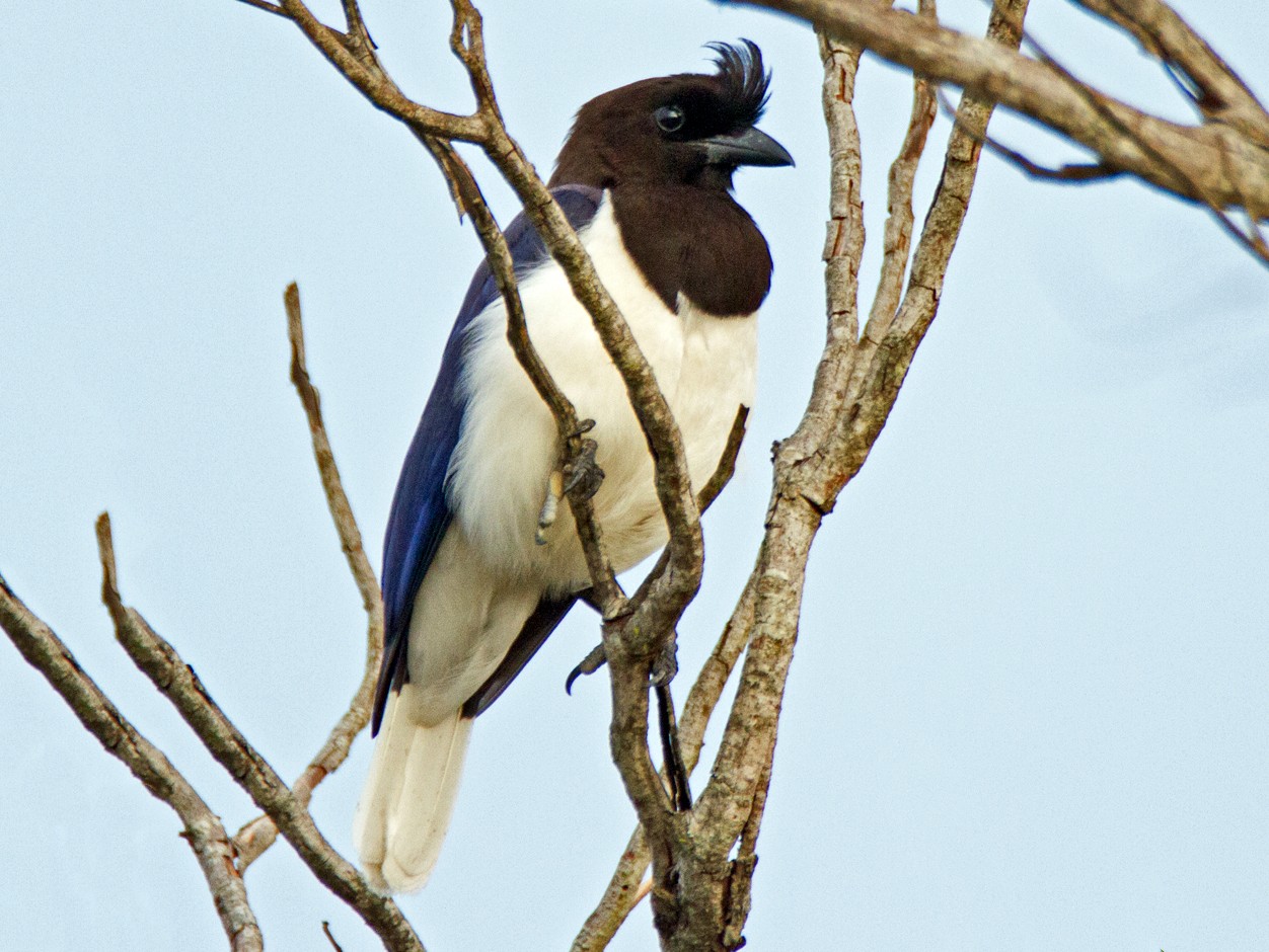 Curl-crested Jay - eBird