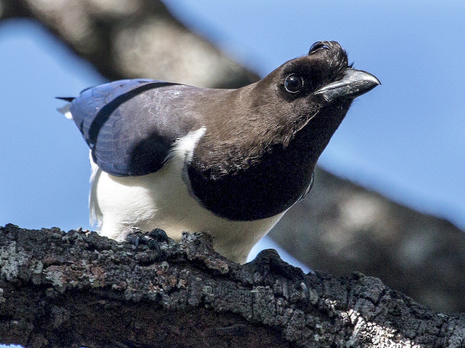 Curl-crested Jay - eBird