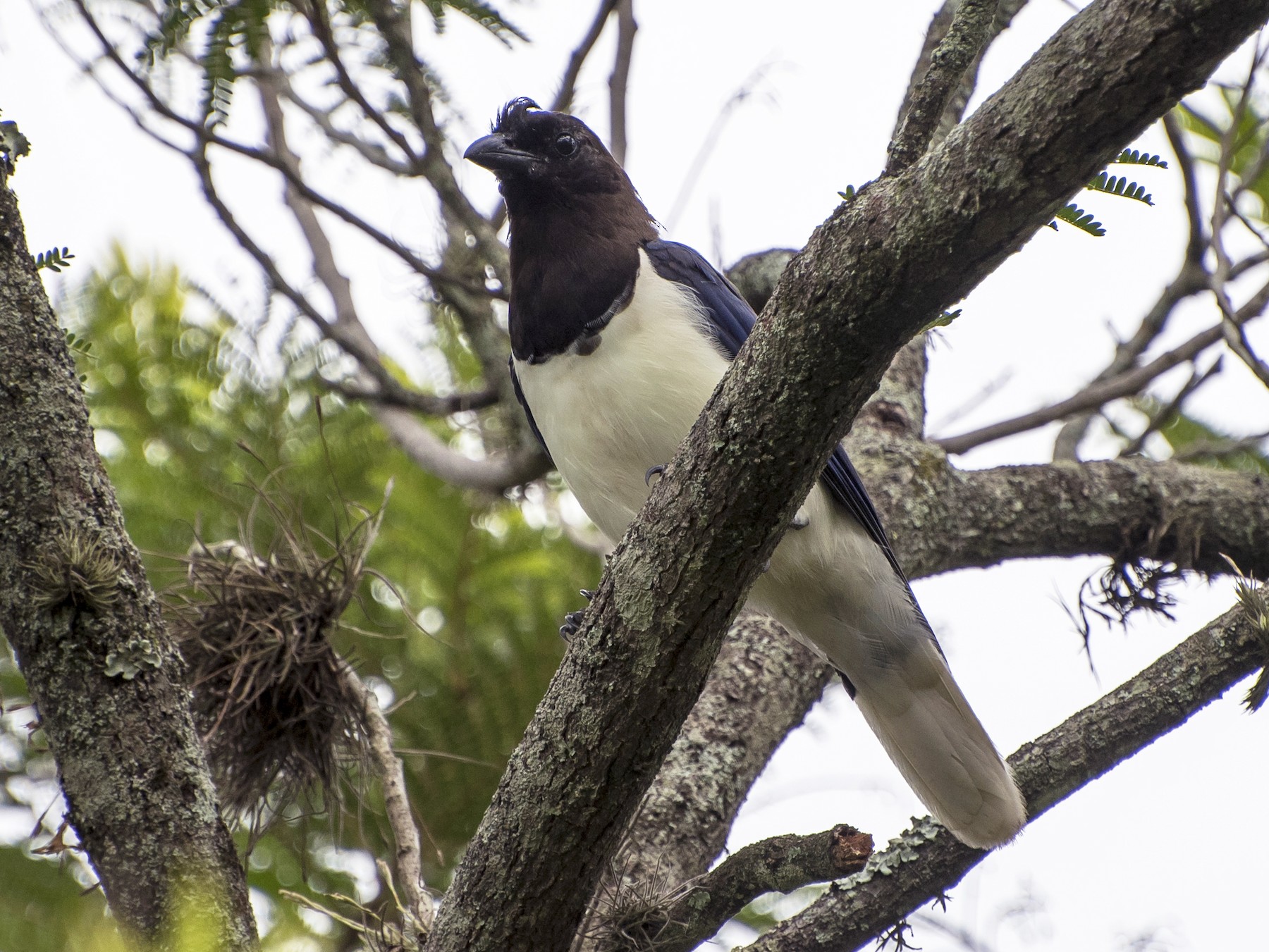 Curl-crested Jay - eBird