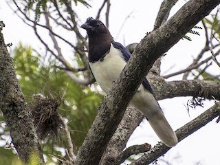 Curl-crested Jay - eBird