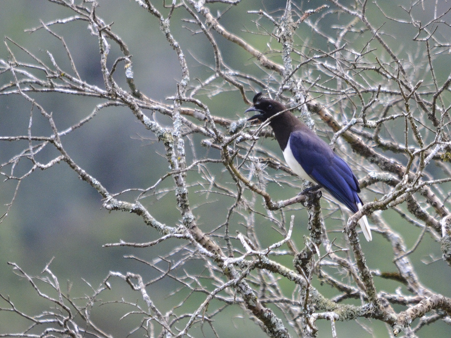 Curl-crested Jay - eBird