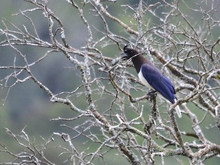 Curl-crested Jay - eBird