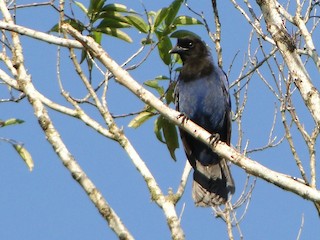 Urraca Azul - eBird