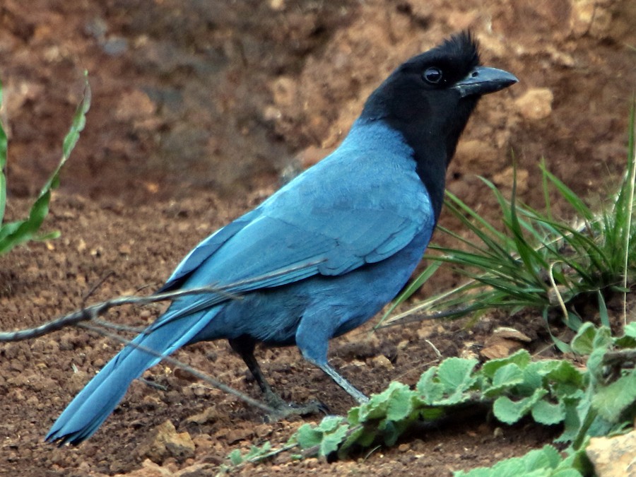 Azure Jay - eBird