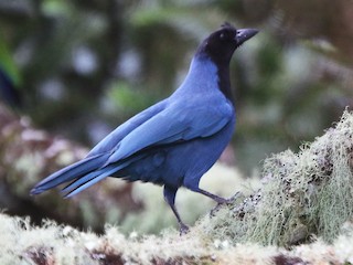 Urraca Azul - eBird