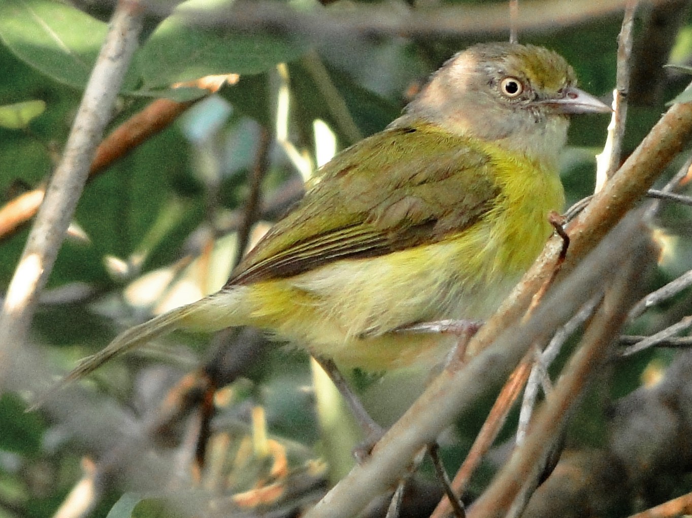 Lemon-chested Greenlet - eBird