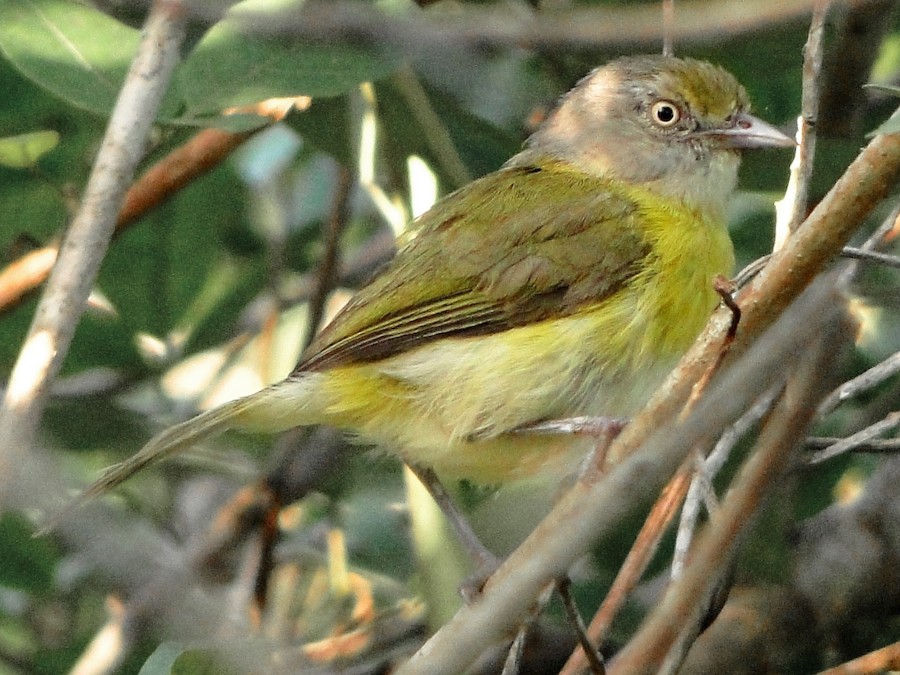 Lemon-chested Greenlet - eBird
