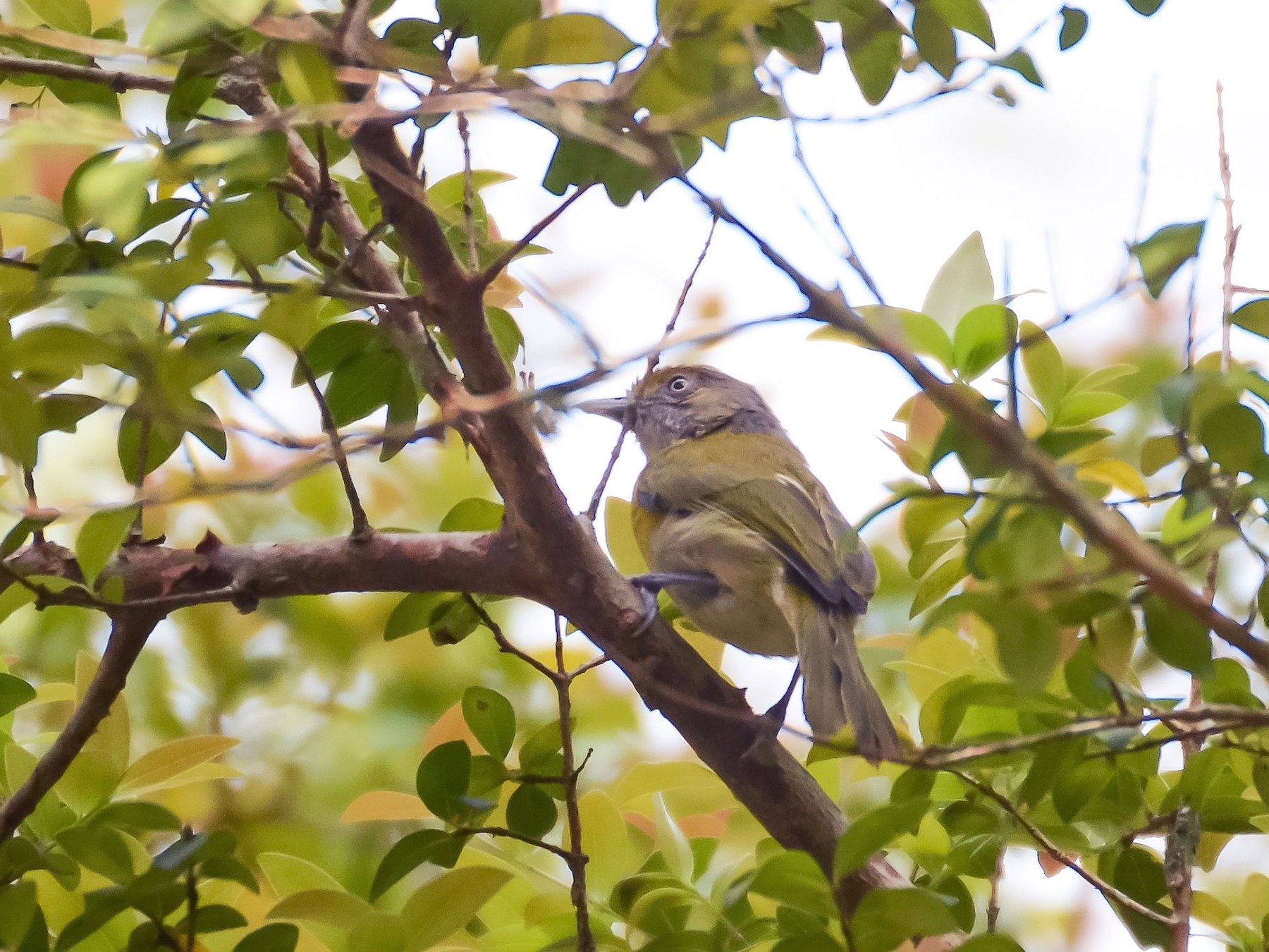 Lemon-chested Greenlet - eBird