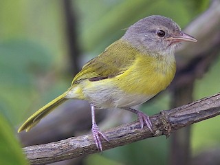 Ashy-headed Greenlet - Hylophilus pectoralis - Birds of the World