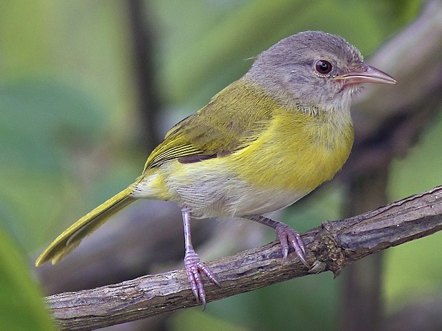 Photos - Ashy-headed Greenlet - Hylophilus pectoralis - Birds of the World