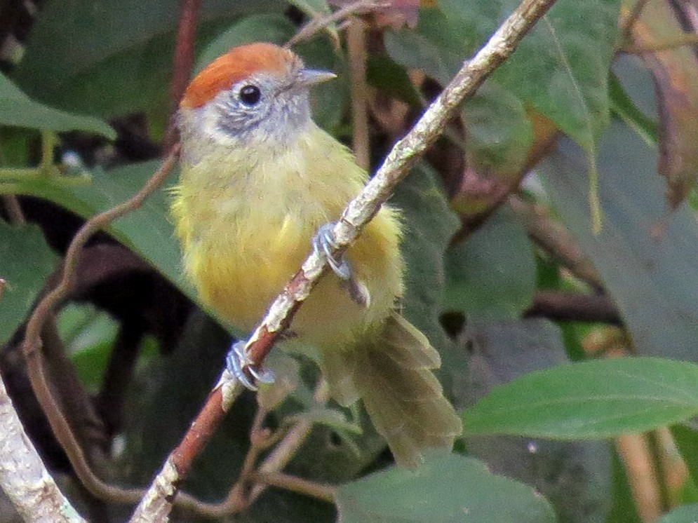 Rufous-crowned Greenlet - eBird