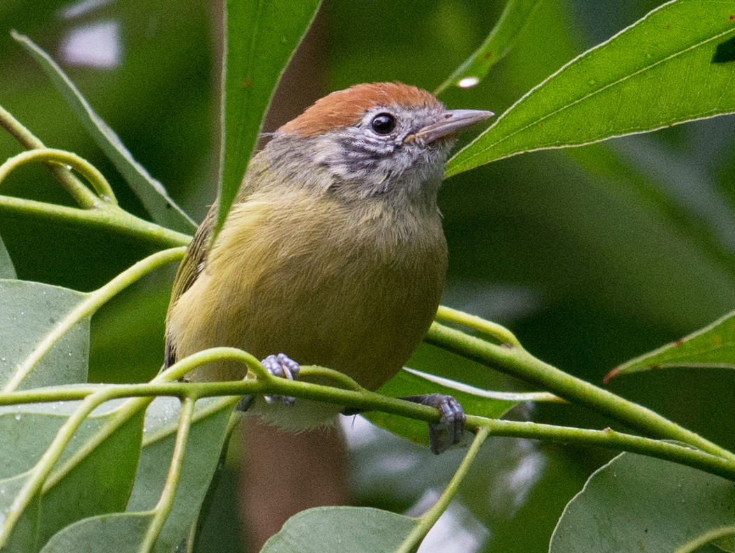 Chiví Coronado - eBird