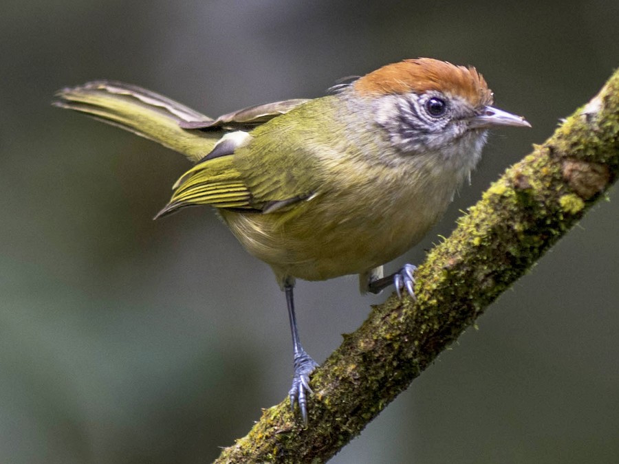 Rufous-crowned Greenlet - eBird