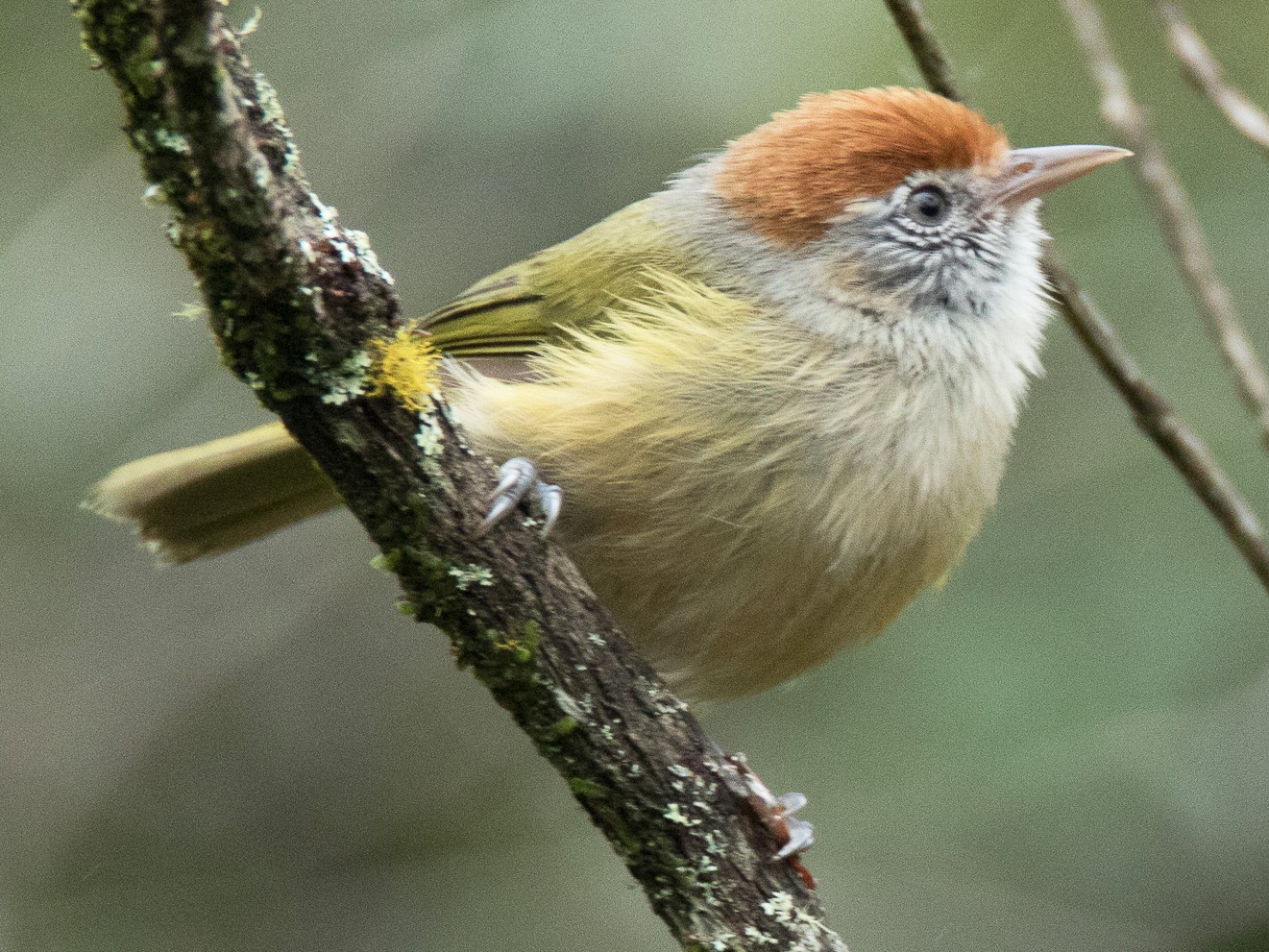 Gray-eyed Greenlet - eBird