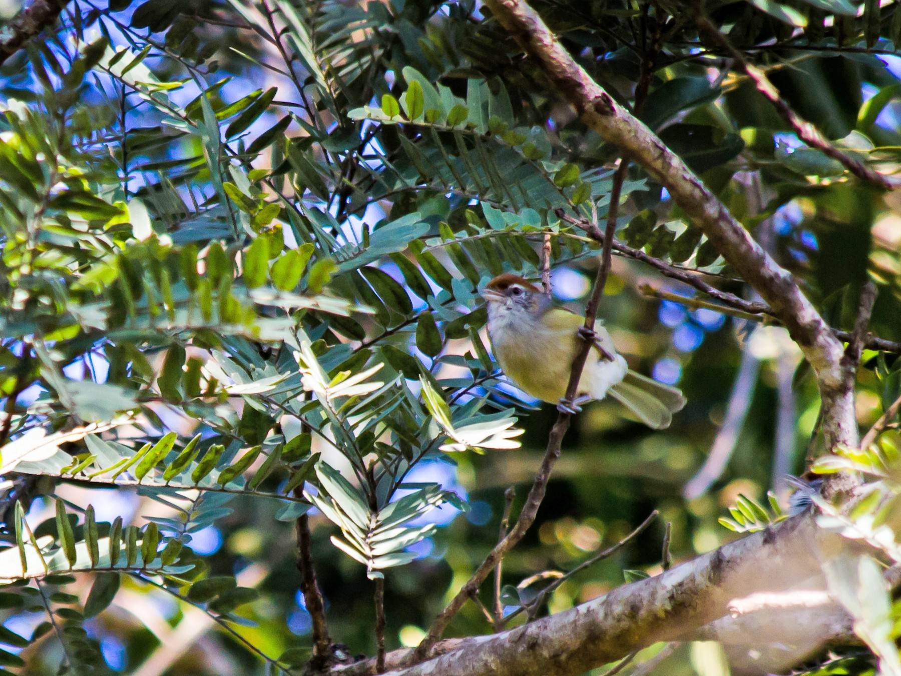Gray-eyed Greenlet - eBird