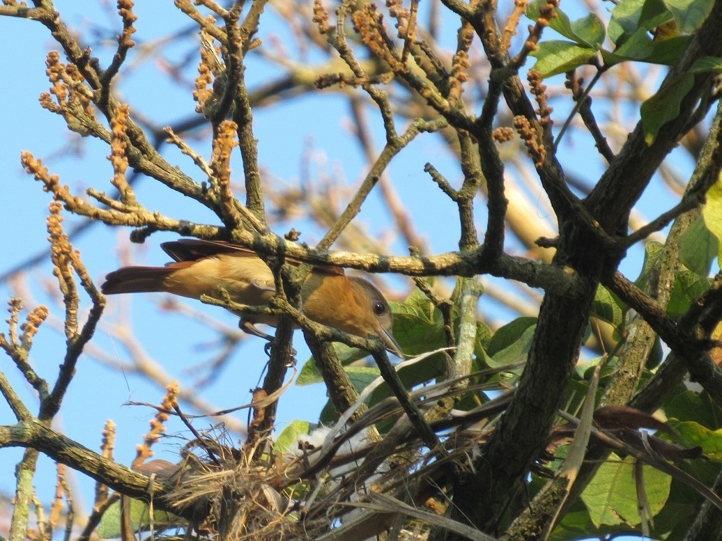 Crested Becard - eBird