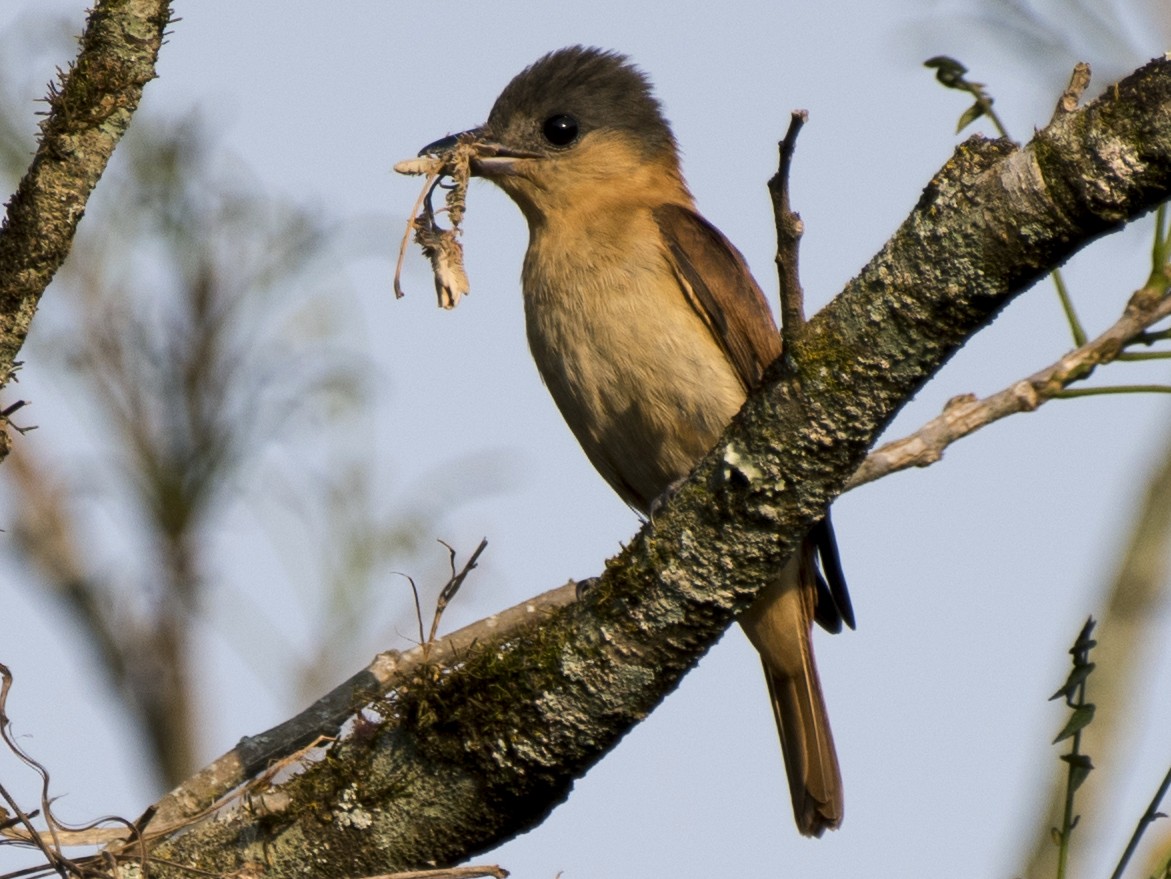 Crested Becard - eBird