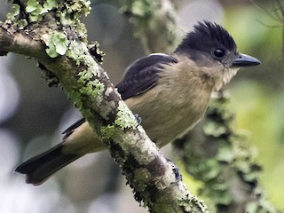 Crested Becard - eBird
