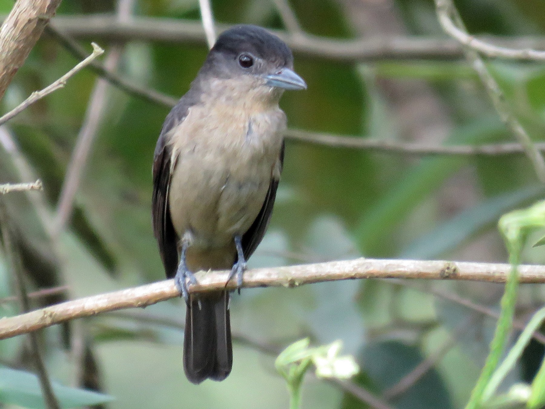 Crested Becard - eBird