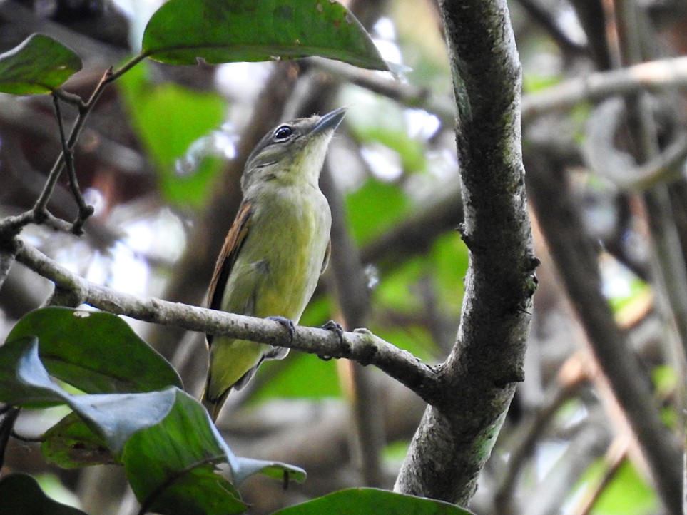 Black-capped Becard - eBird