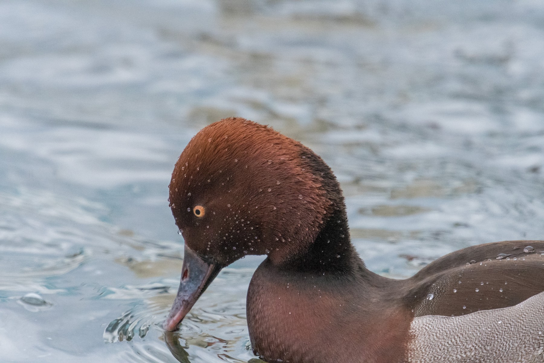Red-crested Pochard x Ferruginous Duck (hybrid) - eBird